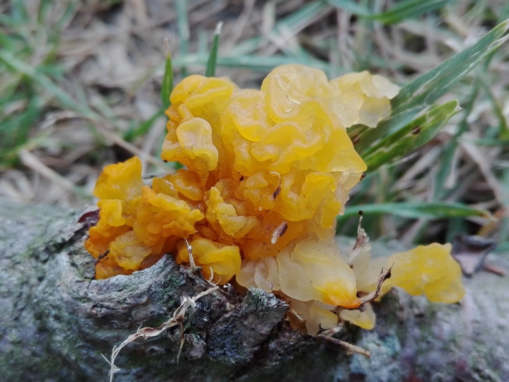 Yellow Brain - Wild Food UK