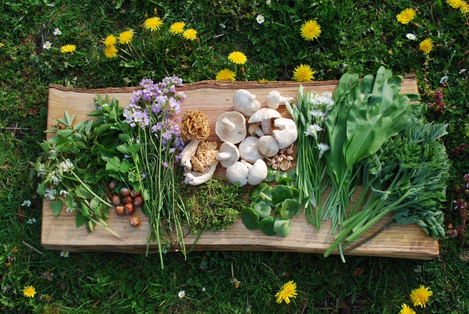 Foraging for Mushrooms and other Wild Foods in the UK