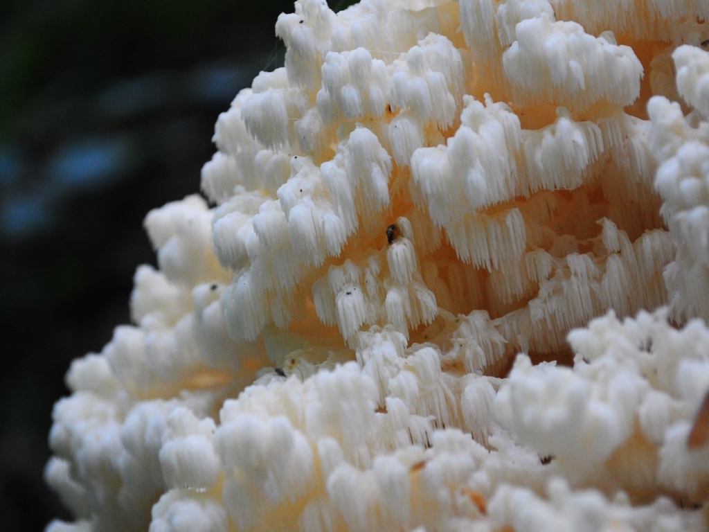 Coral Tooth - Wild Food UK