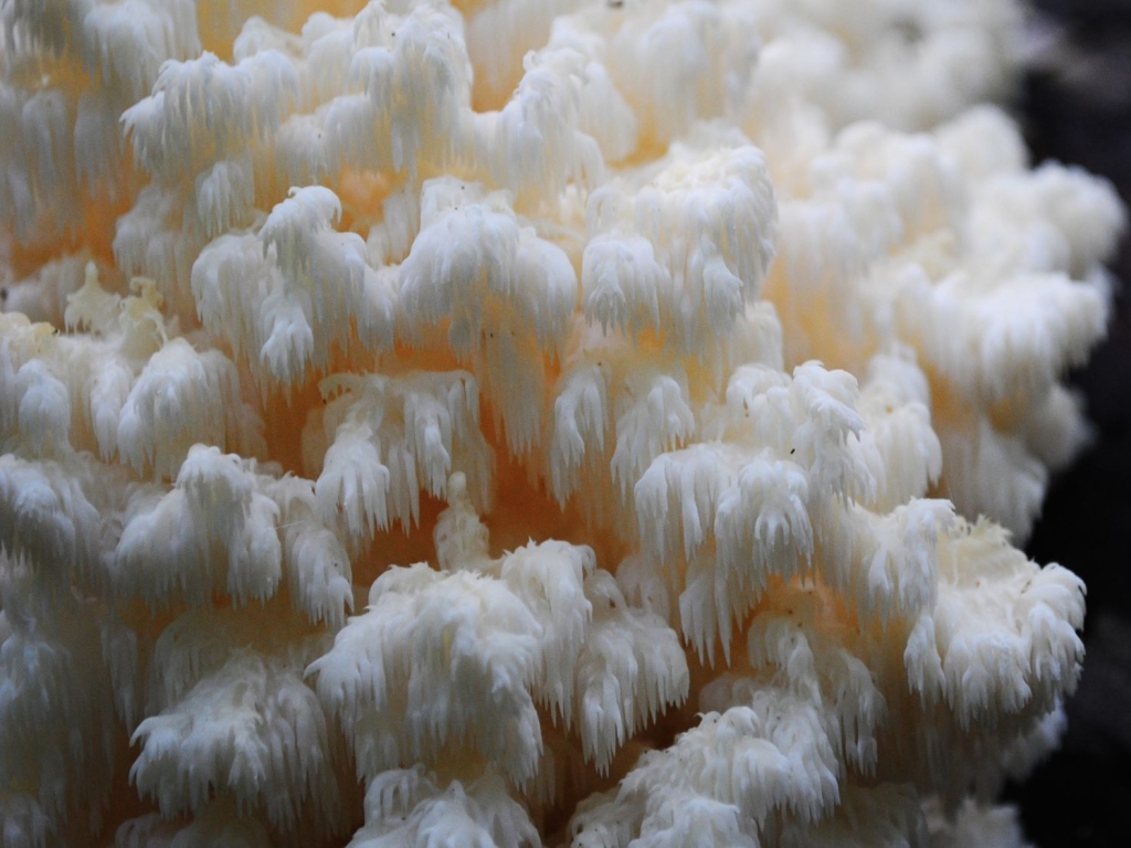 Coral Tooth - Wild Food UK