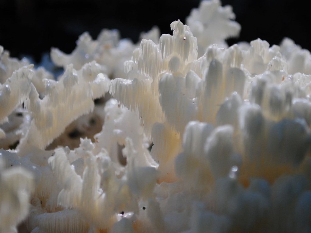 Coral Tooth - Wild Food UK