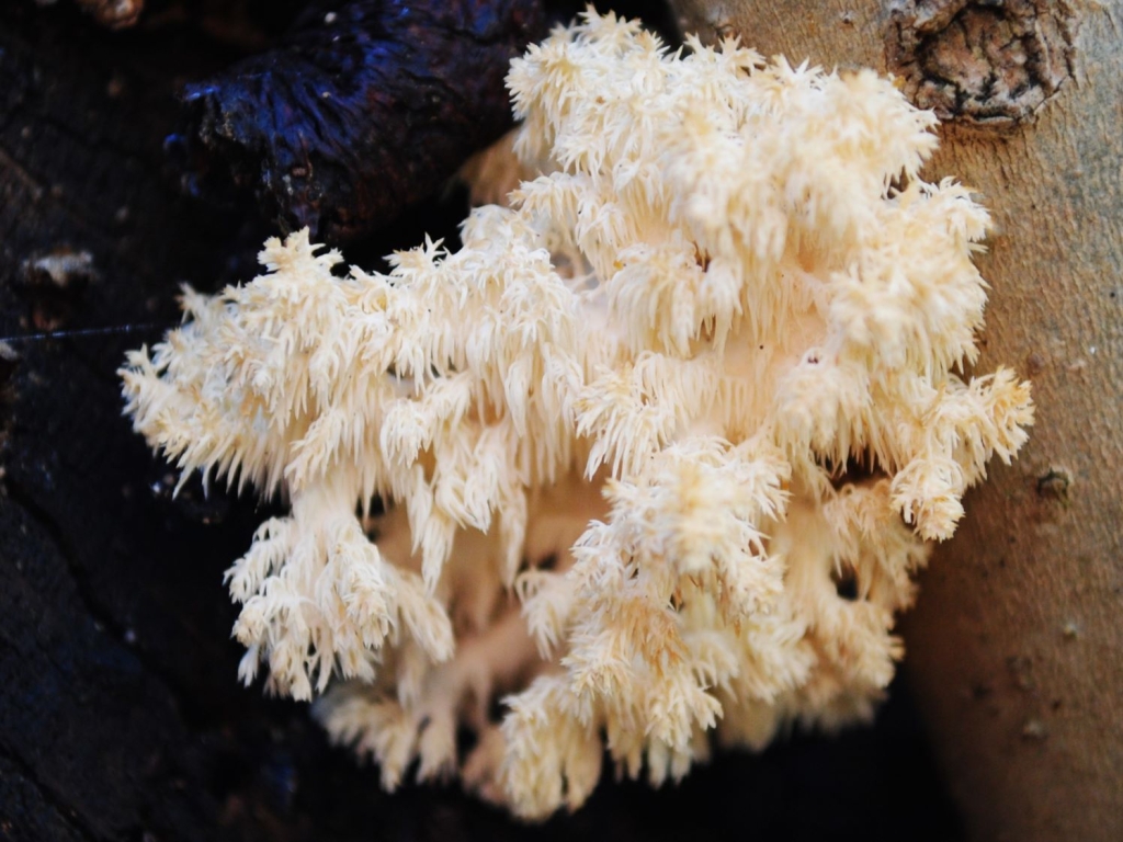 Coral Tooth - Wild Food UK