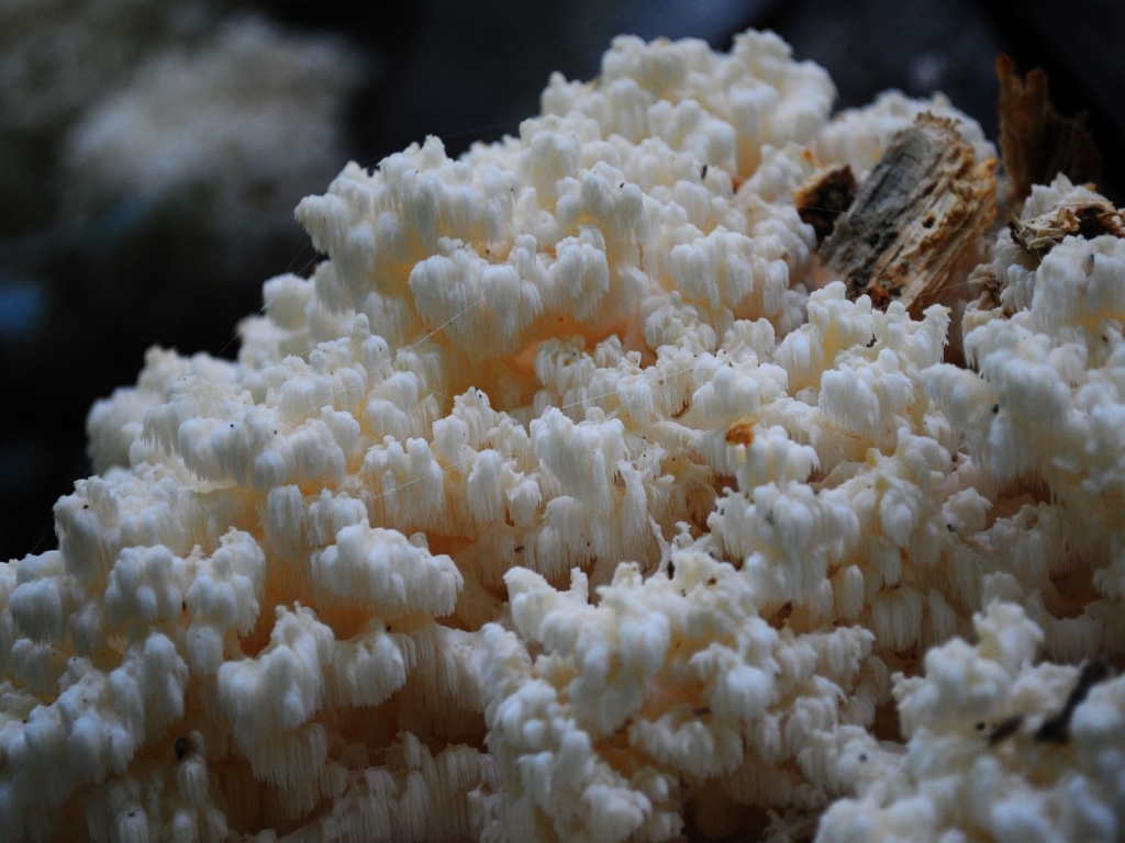 Coral Tooth - Wild Food UK
