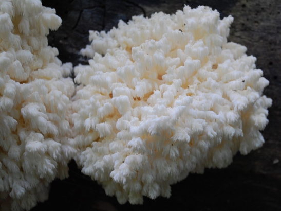 Coral Tooth - Wild Food UK