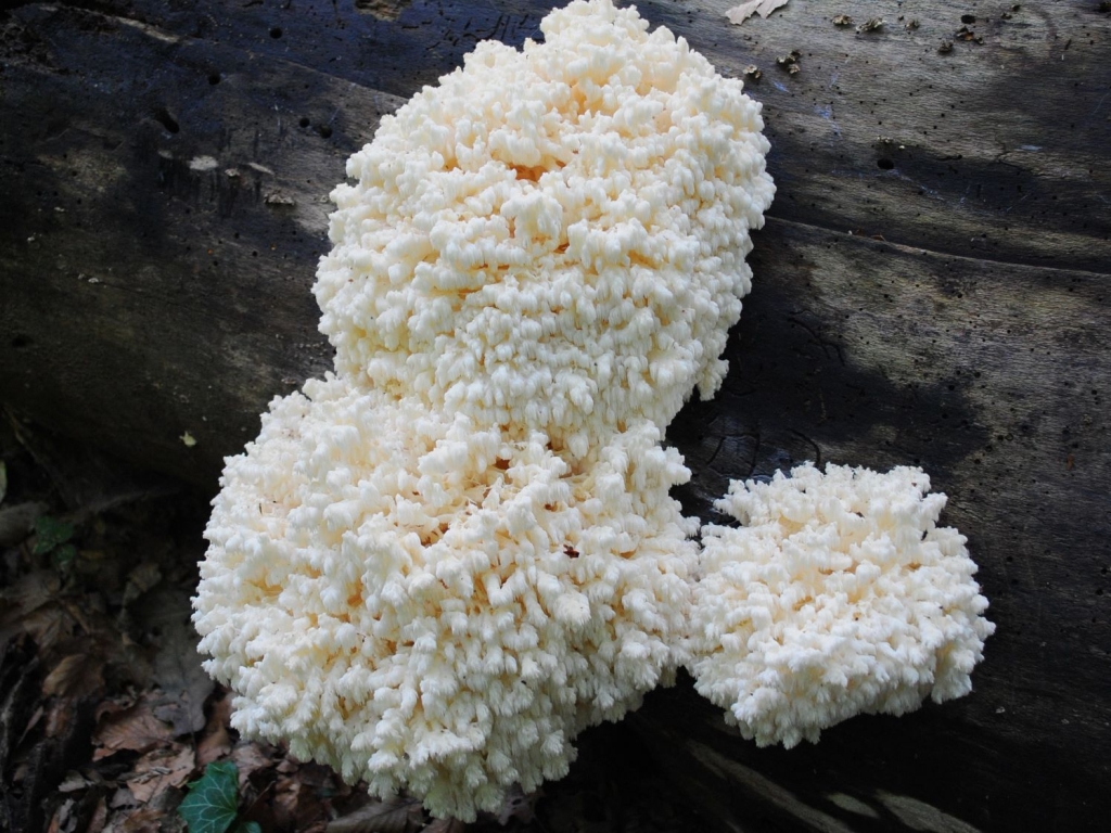 Coral Tooth - Wild Food UK