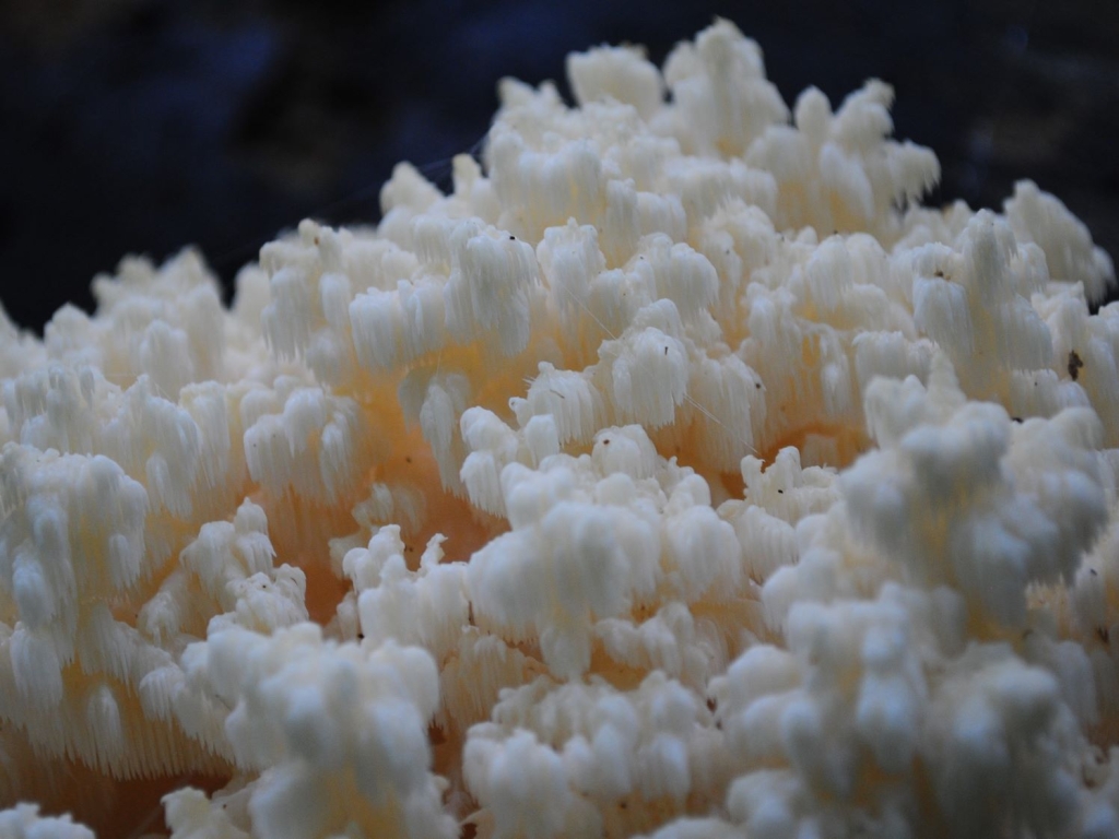 Coral Tooth - Wild Food UK