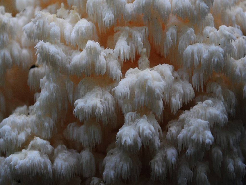 Coral Tooth - Wild Food UK