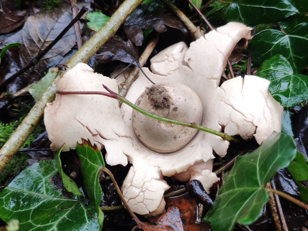Collared Earthstar - Wild Food UK