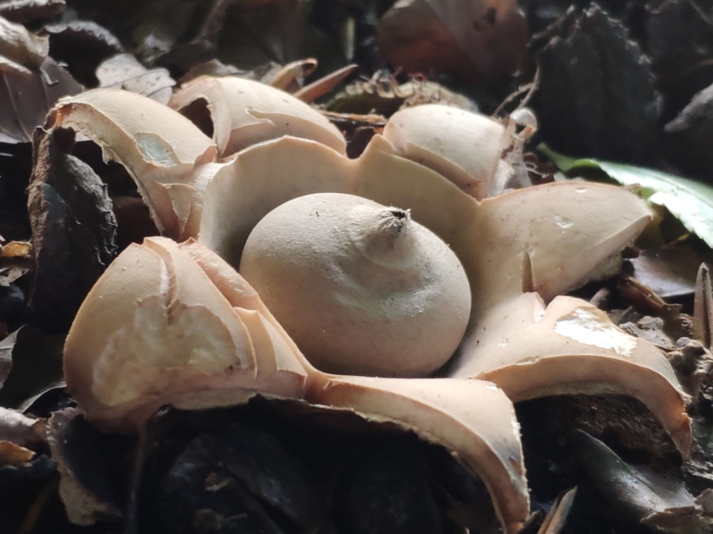 Collared Earthstar - Wild Food UK