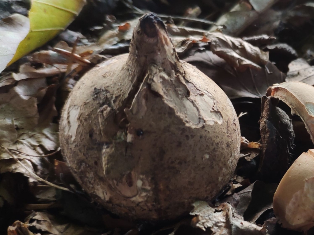 Collared Earthstar - Wild Food UK