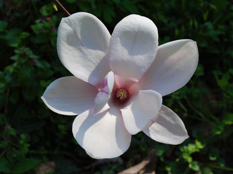 Magnolia - Wild Food UK