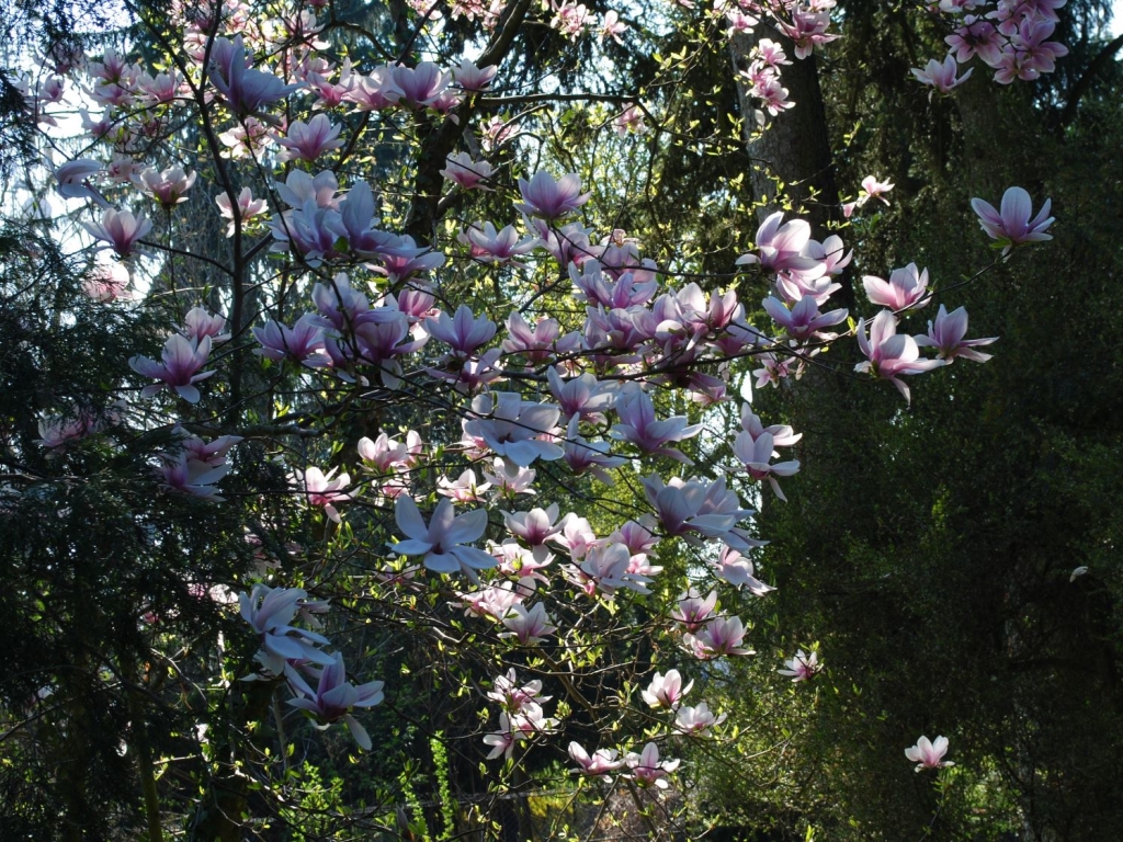 Magnolia - Wild Food UK