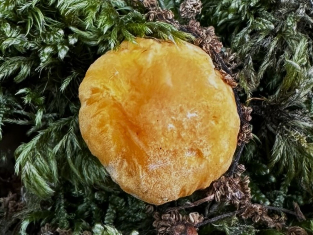 Orange Chanterelle - Wild Food UK