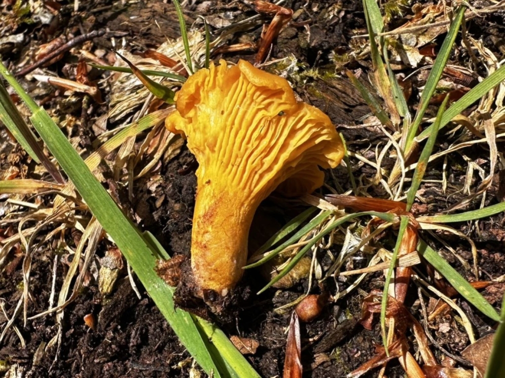 Orange Chanterelle - Wild Food UK