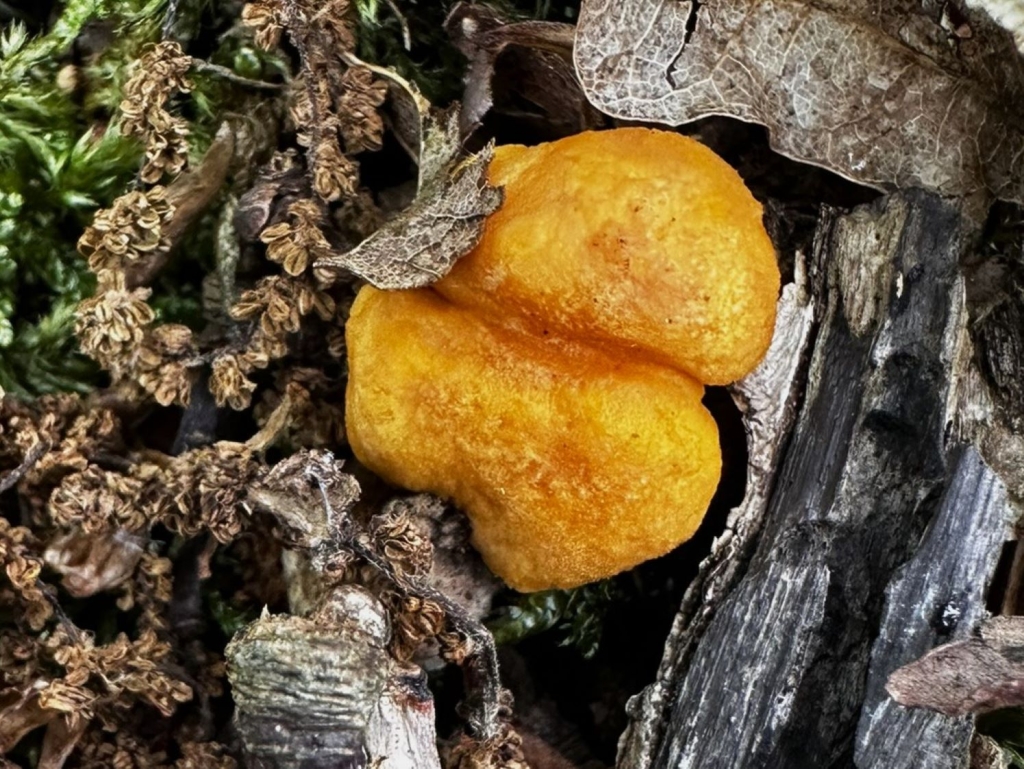 Orange Chanterelle - Wild Food UK