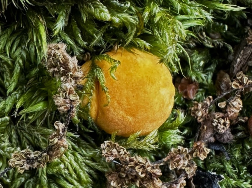 Orange Chanterelle - Wild Food UK