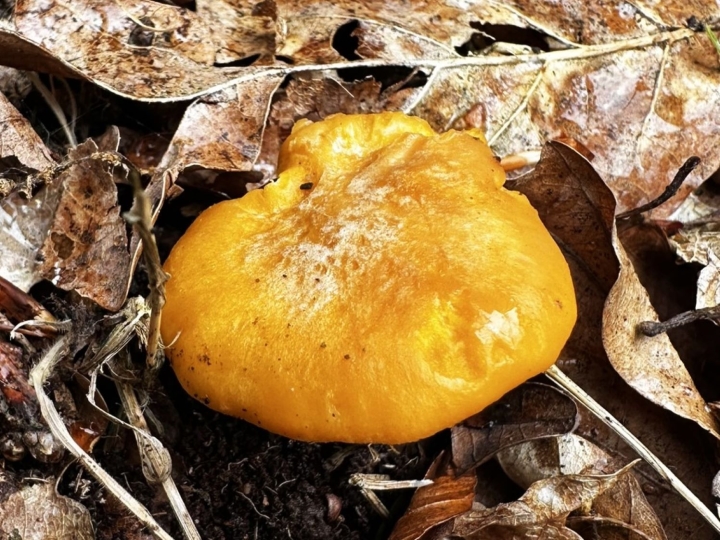 Orange Chanterelle - Wild Food UK