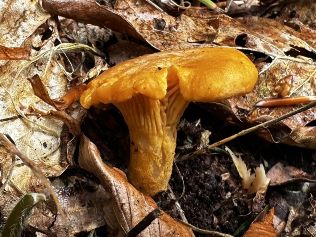 Orange Chanterelle - Wild Food UK