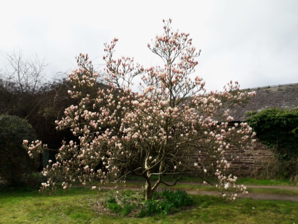 Magnolia - Wild Food UK