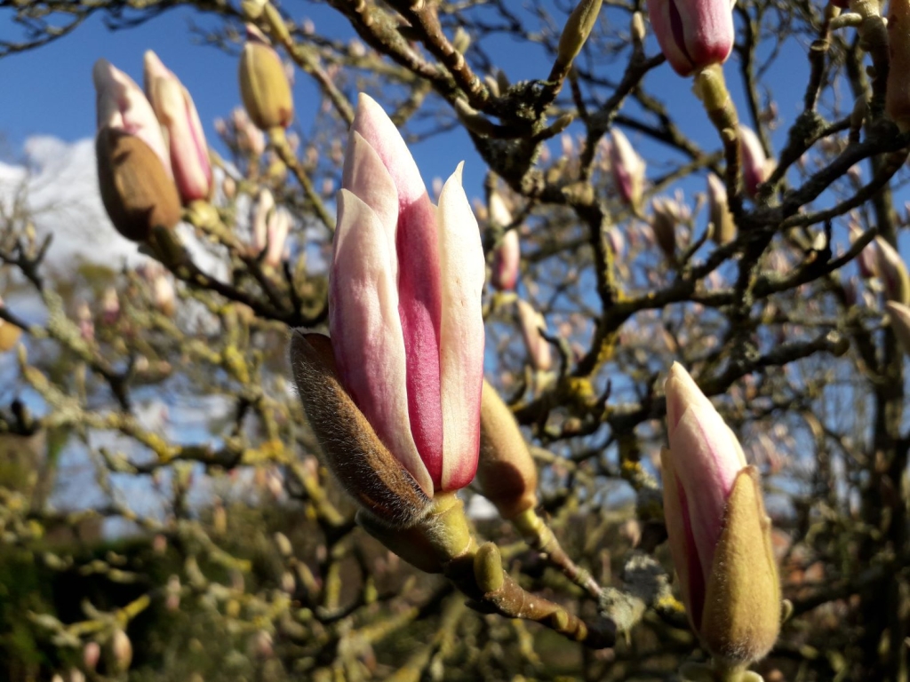 Magnolia - Wild Food UK