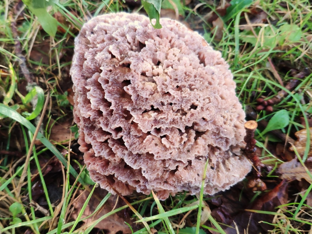 Zoned Rosette - Wild Food UK