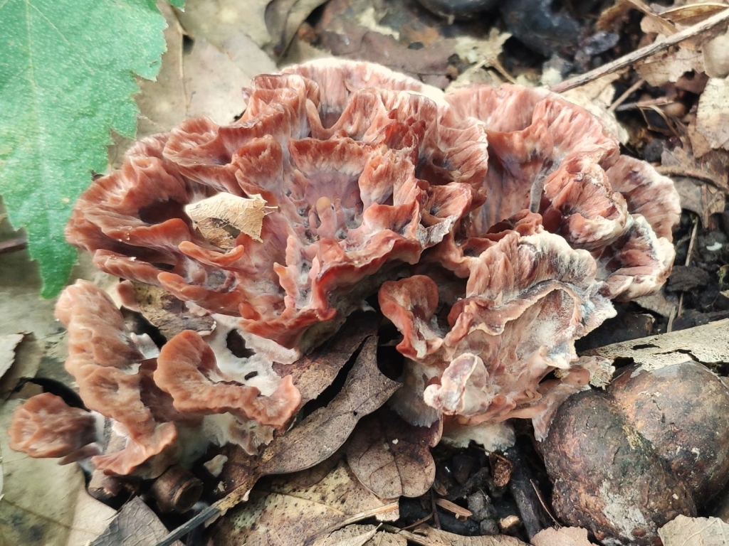Zoned Rosette - Wild Food UK
