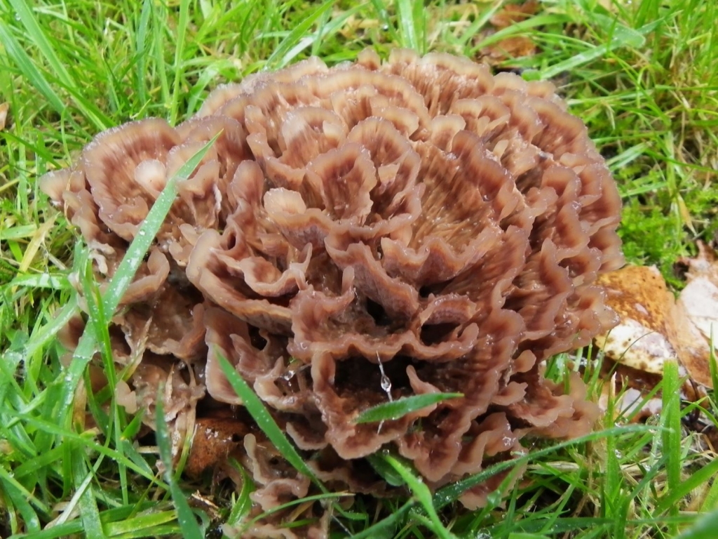 Zoned Rosette - Wild Food UK