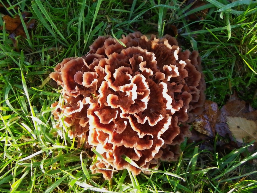 Zoned Rosette - Wild Food UK