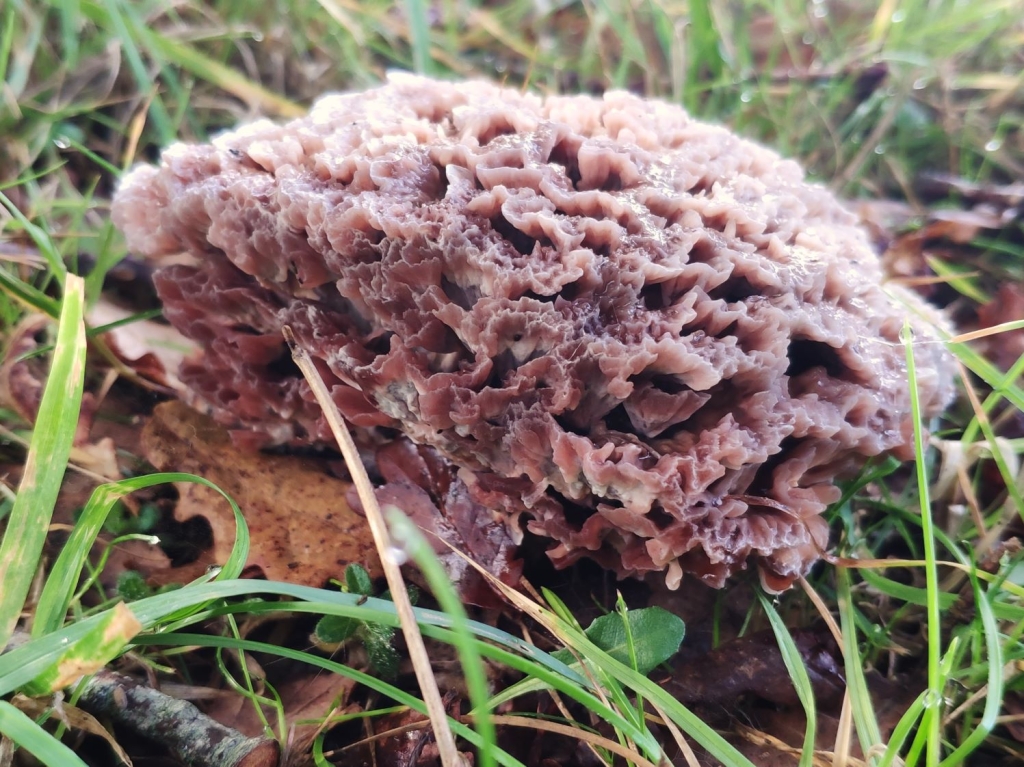 Zoned Rosette - Wild Food UK