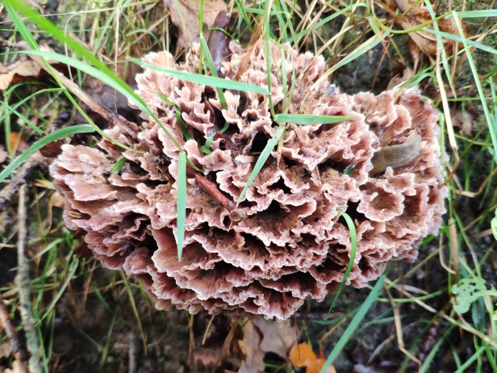 Zoned Rosette - Wild Food UK