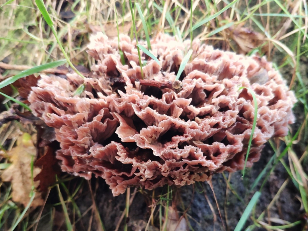 Zoned Rosette - Wild Food UK