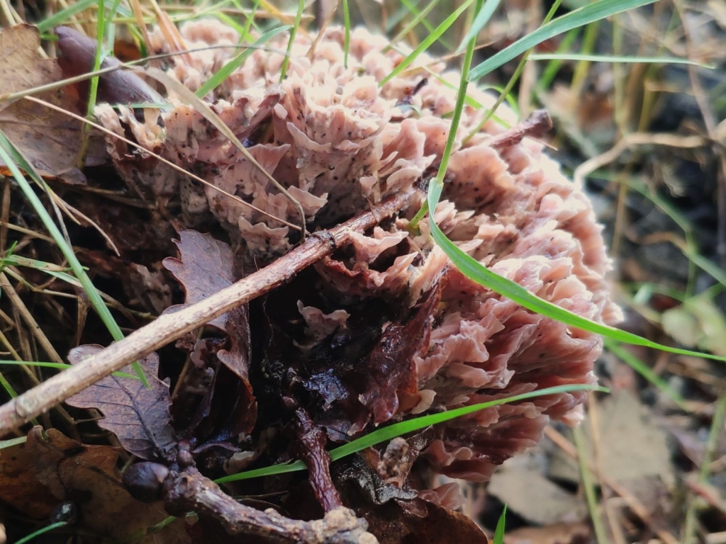 Zoned Rosette - Wild Food UK