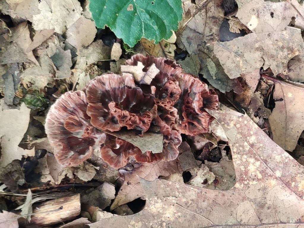 Zoned Rosette - Wild Food UK