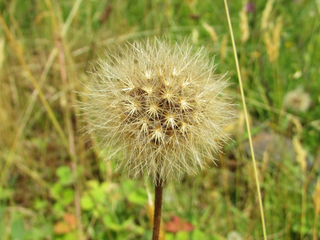 Rough Hawkbit - Wild Food UK