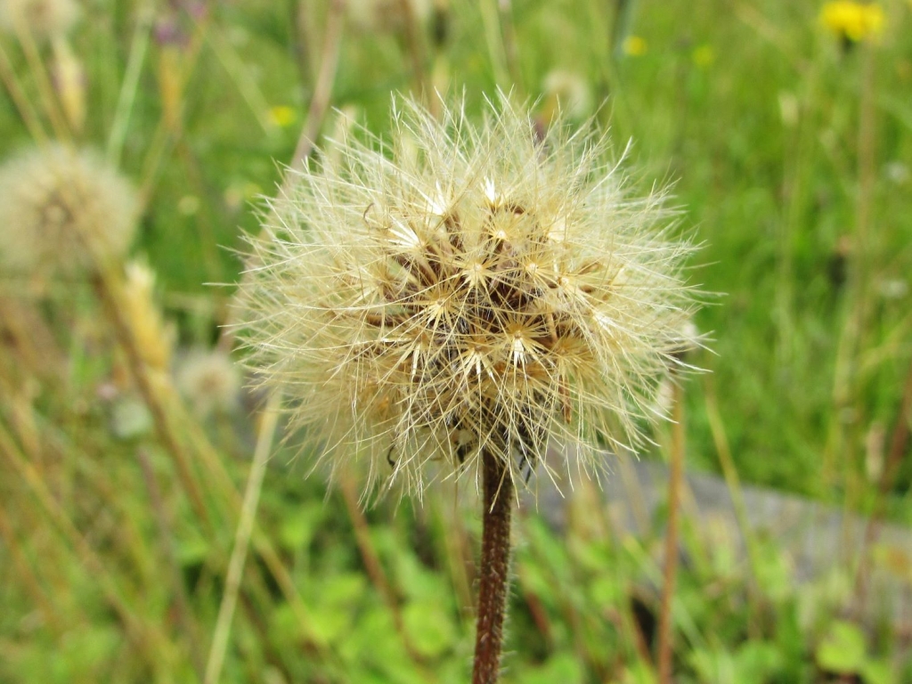 Rough Hawkbit - Wild Food UK