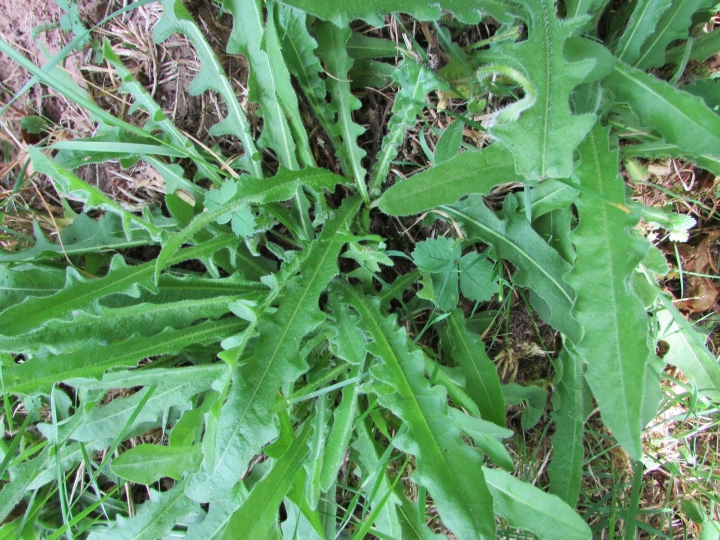 Rough Hawkbit - Wild Food UK
