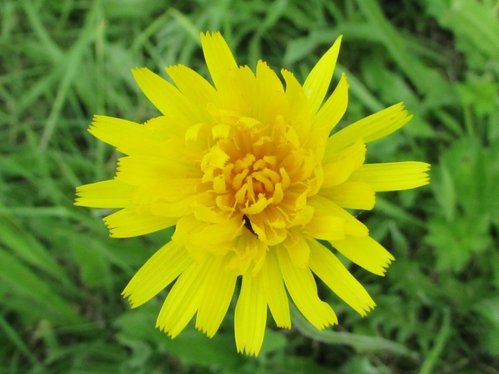 Rough Hawkbit - Wild Food UK