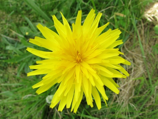 Rough Hawkbit - Wild Food UK