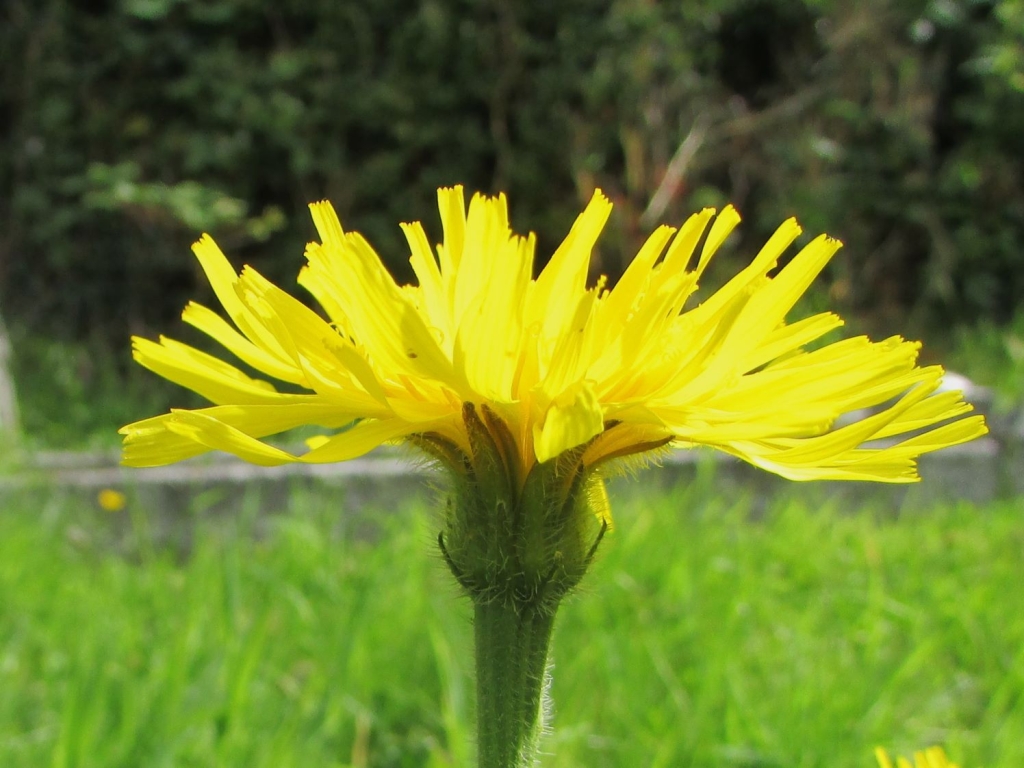 Rough Hawkbit - Wild Food UK