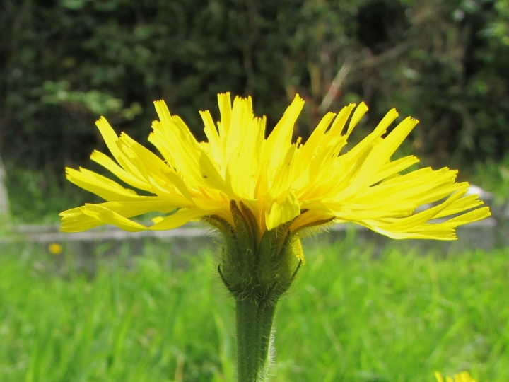 Rough Hawkbit - Wild Food UK