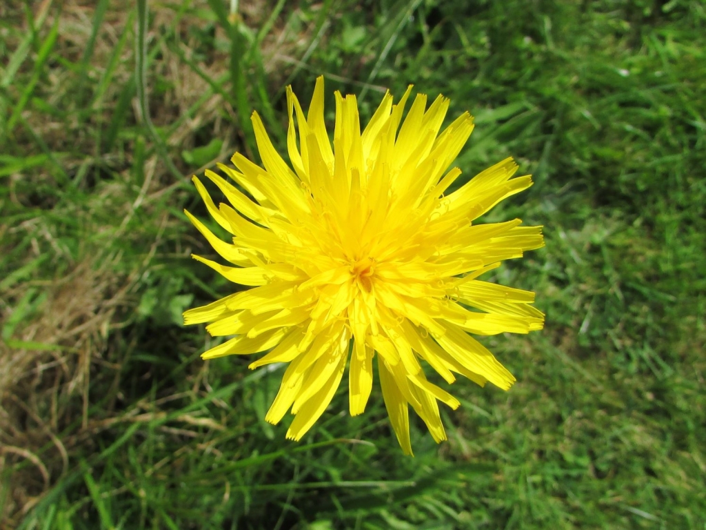 Rough Hawkbit - Wild Food UK