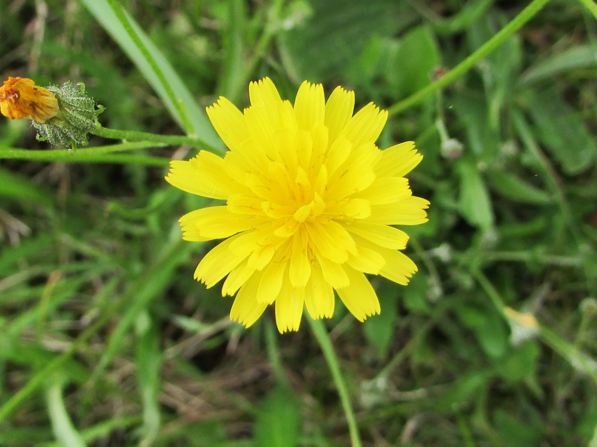 Smooth Hawksbeard - Wild Food UK