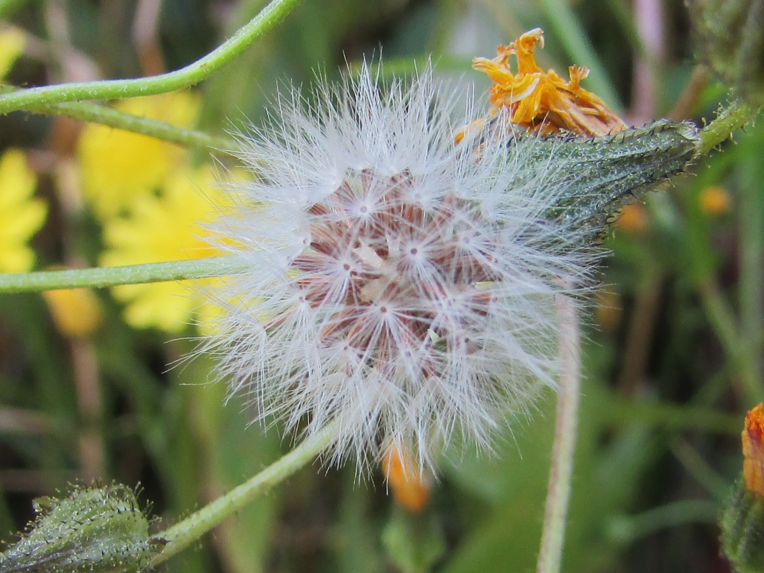 Smooth Hawksbeard - Wild Food UK