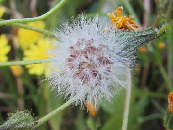 Smooth Hawksbeard - Wild Food UK