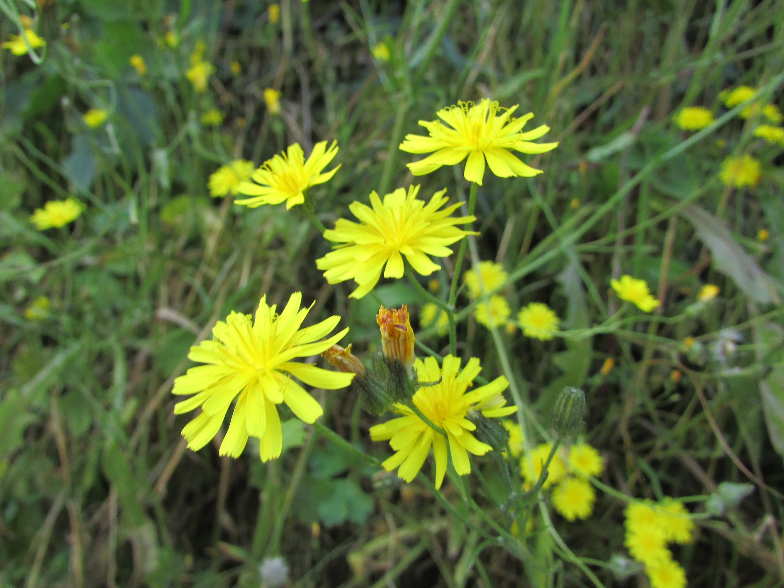 Smooth Hawksbeard - Wild Food UK