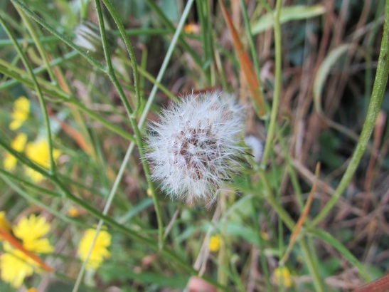 Smooth Hawksbeard - Wild Food UK