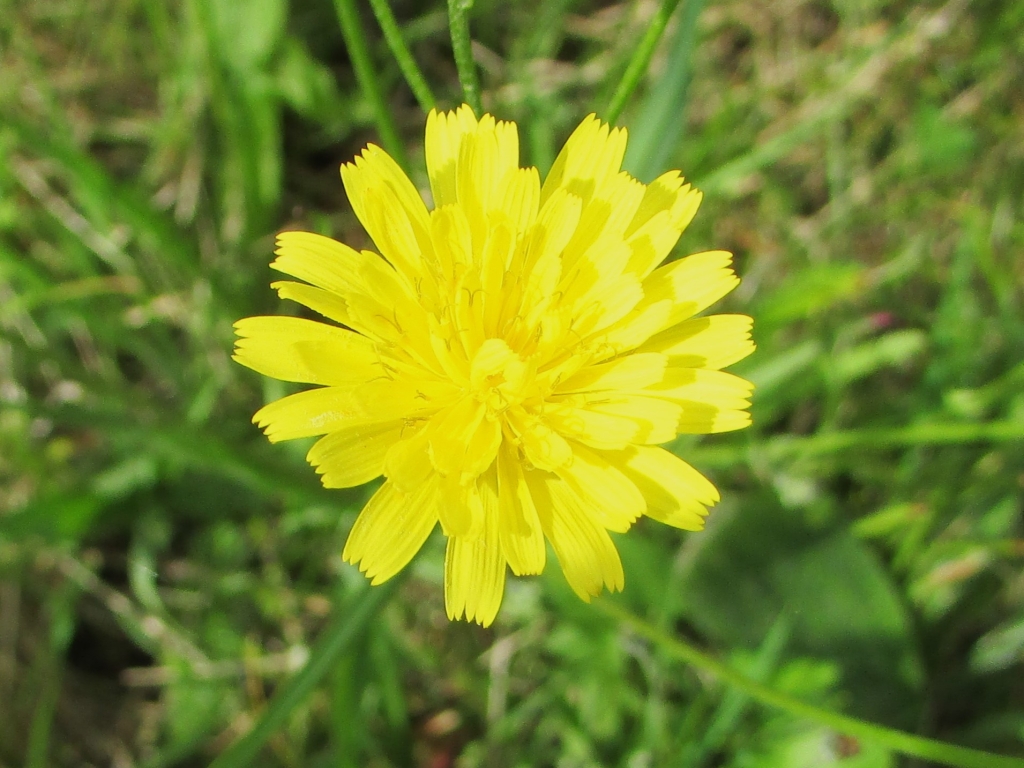 Smooth Hawksbeard - Wild Food UK