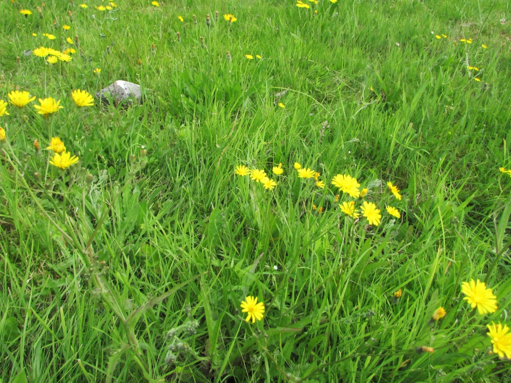 Smooth Hawksbeard - Wild Food UK