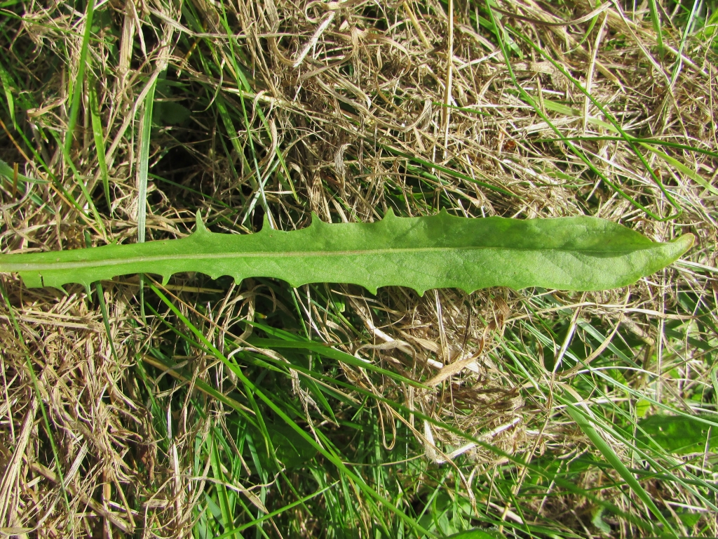 Smooth Hawksbeard - Wild Food UK
