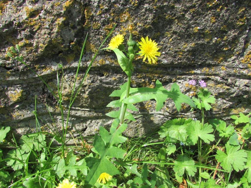 Common Sow Thistle - Wild Food UK